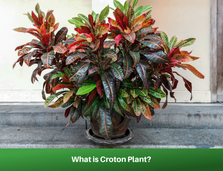 How To Grow and Care For Croton Plant