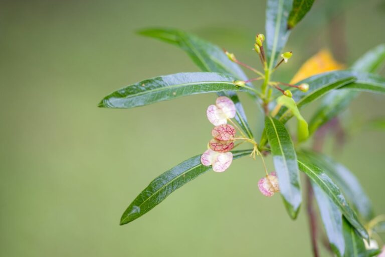 33 Flowers Native to Hawai’i