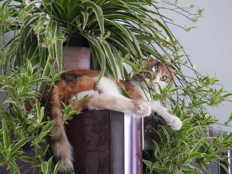 Cat-Friendly Plants