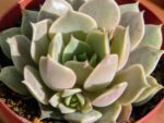 Echeveria Lola: Grow and Care Guide