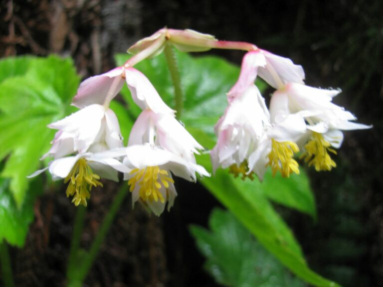 33 Flowers Native to Hawai’i