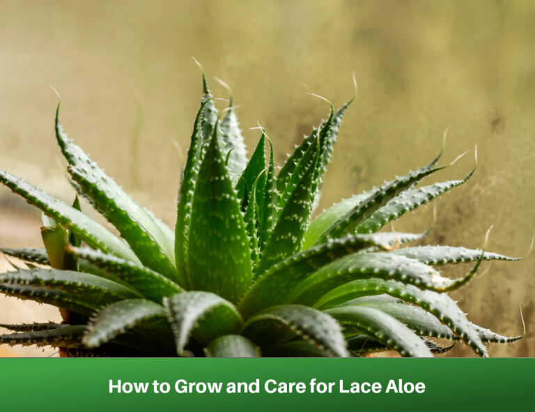 How to Grow and Care for Lace Aloe - Houseplant Central