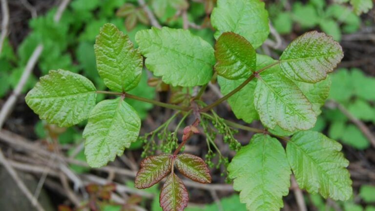 34 of the Most Common Weeds in North America