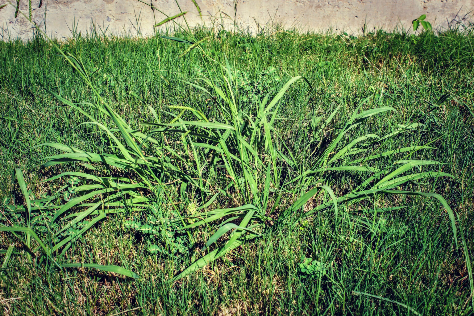 What Crabgrass Looks Like and How to Control It