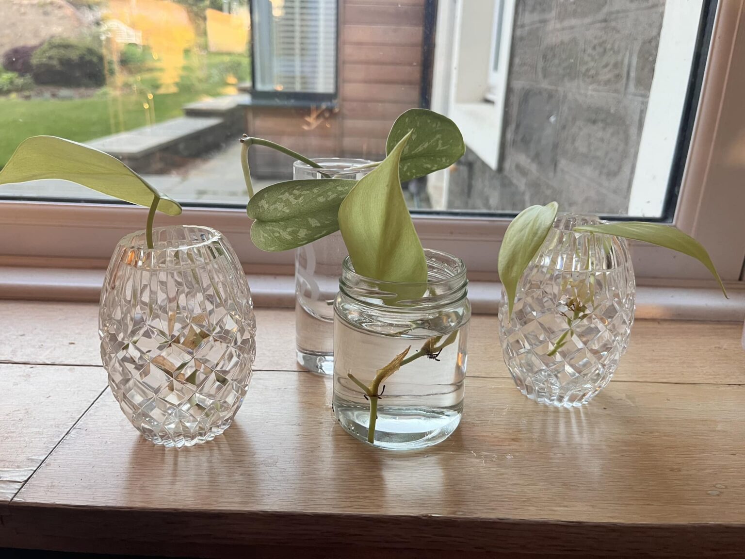 How to Propagate Houseplants by Stem Cuttings