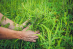 Ragweed: How to Identify and Control This Common Weed