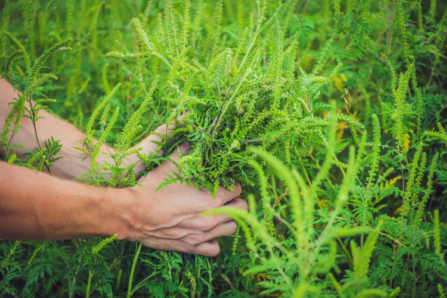 Ragweed: How to Identify and Control This Common Weed
