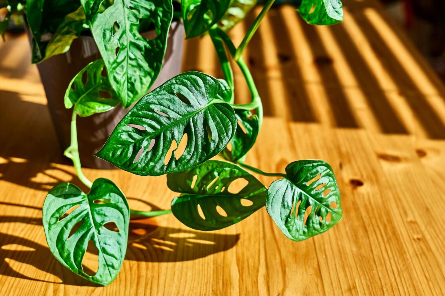 Swiss Cheese Plant: Grow and Care Guide