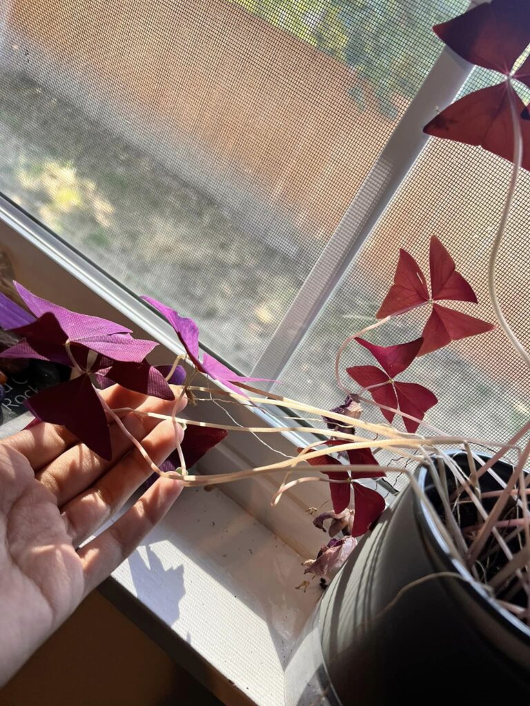 Oxalis Triangularis: Grow and Care Guide