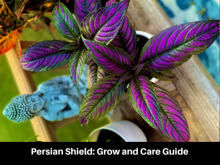Persian Shield: Grow and Care Guide