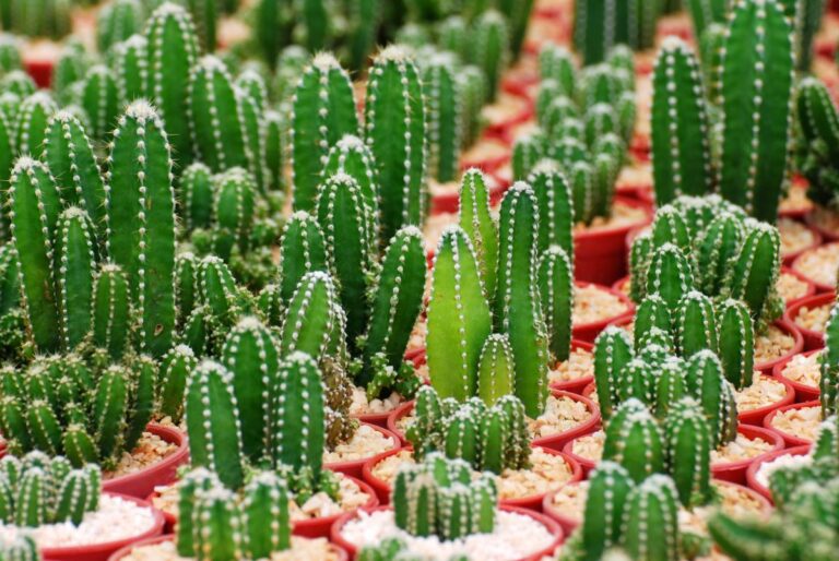Types of Cactus to Grow Indoors