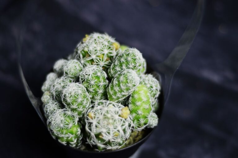 Types of Cactus to Grow Indoors