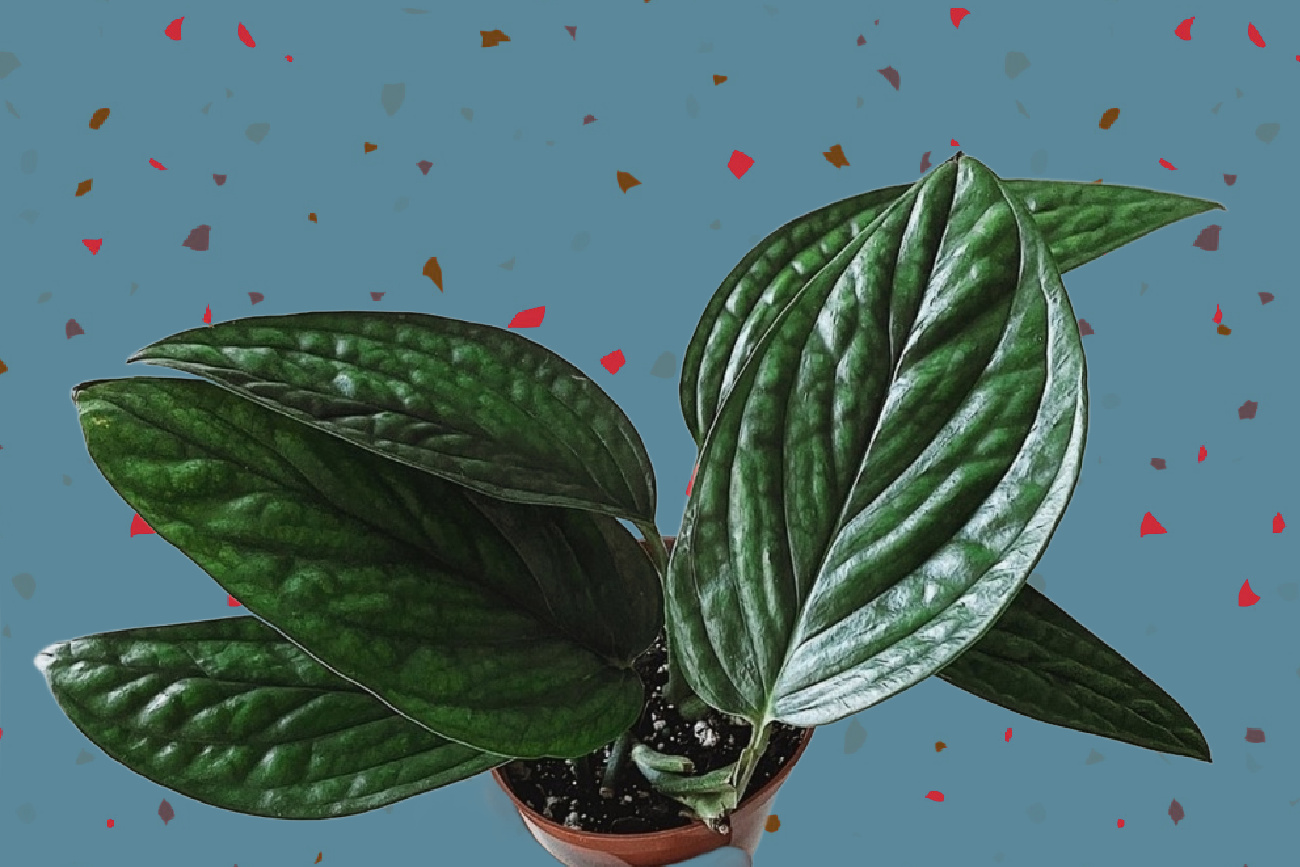 Monstera ‘Peru’: How To Grow And Care