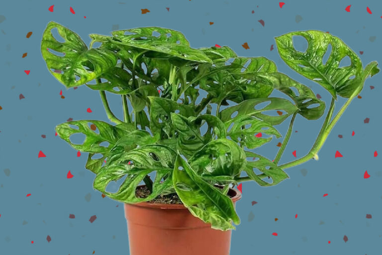 Monstera Adansonii(Swiss Cheese Plant): How To Grow And Care