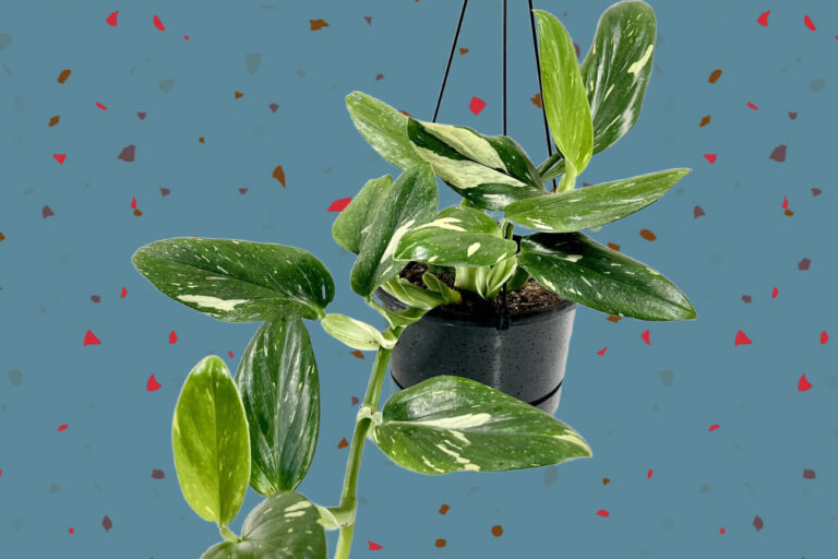 10 Monstera Varieties To Grow as Houseplants