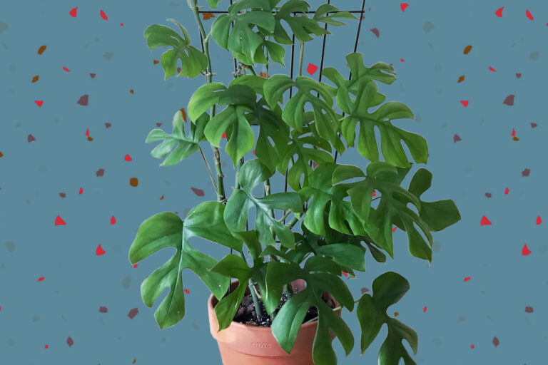 10 Monstera Varieties To Grow as Houseplants