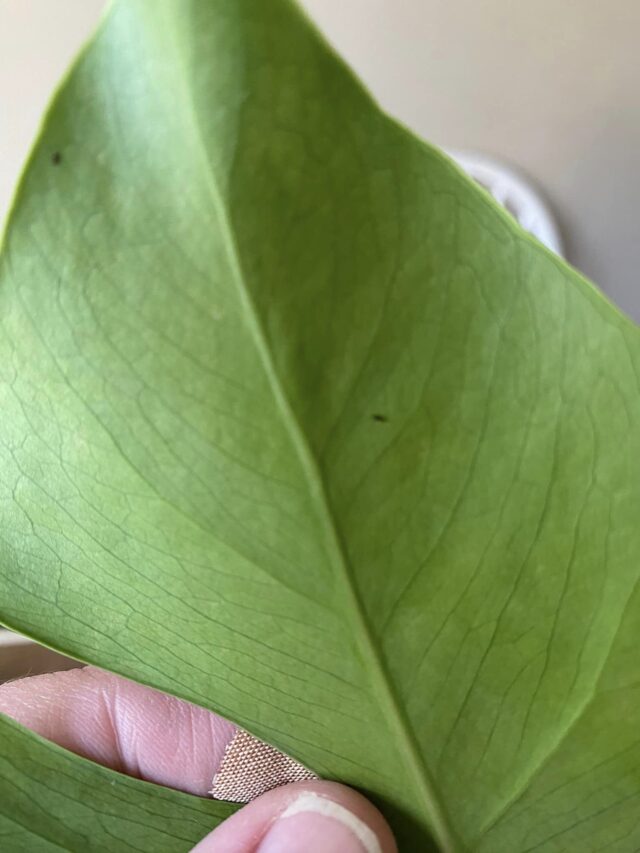 Common Problems with Monstera