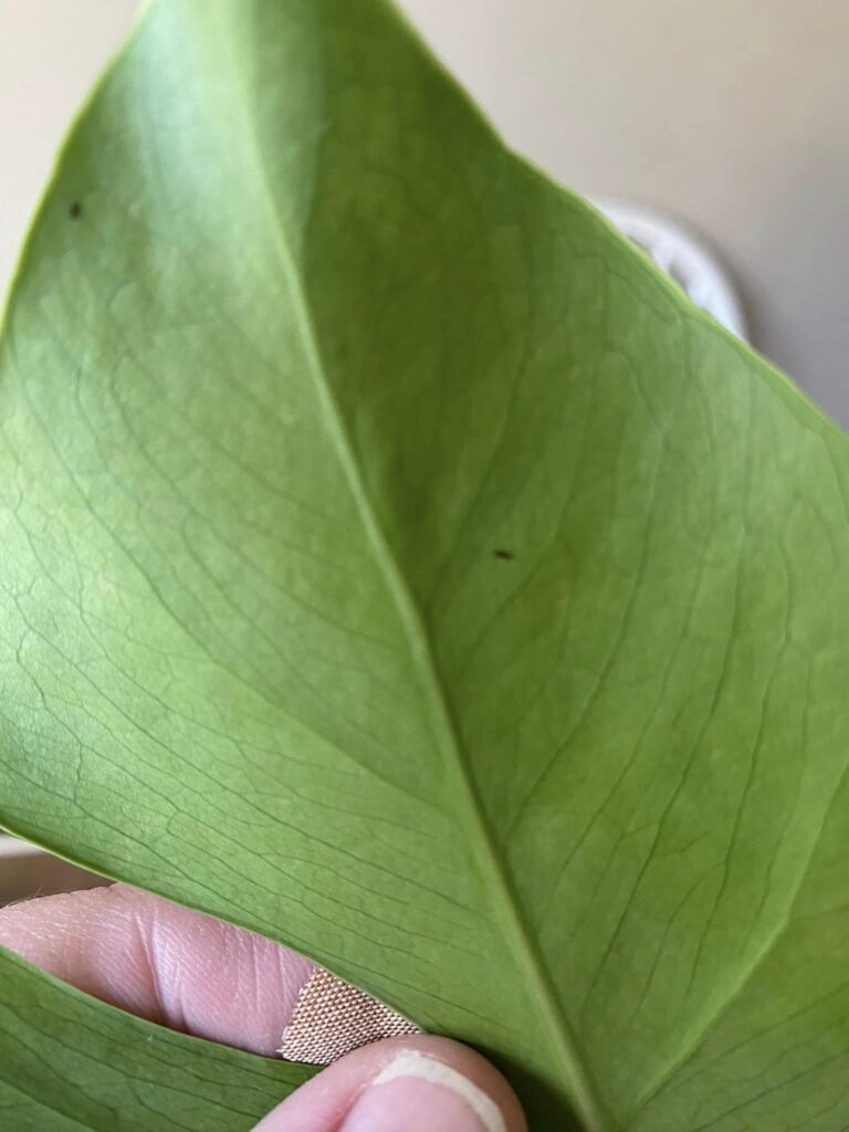 Common Problems with Monstera