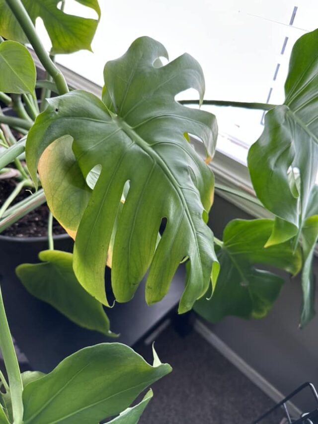 Common Problems with Monstera