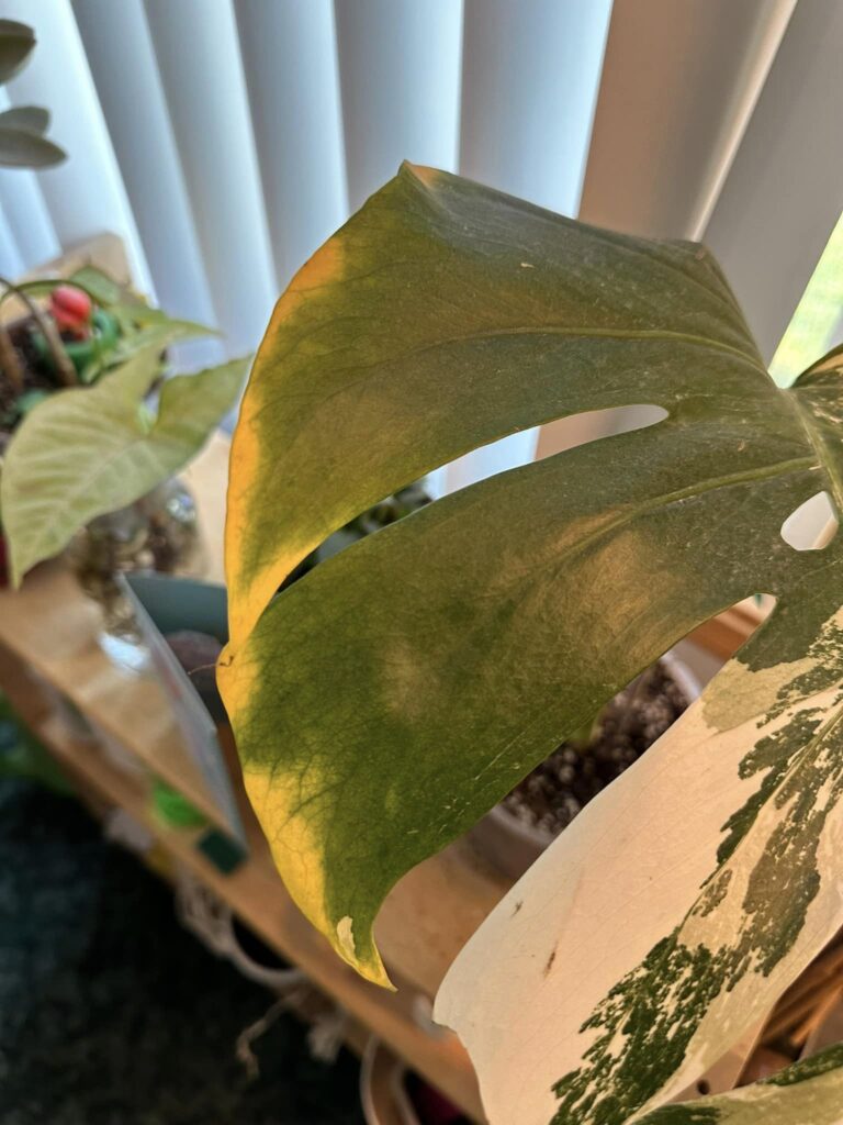 Common Problems with Monstera