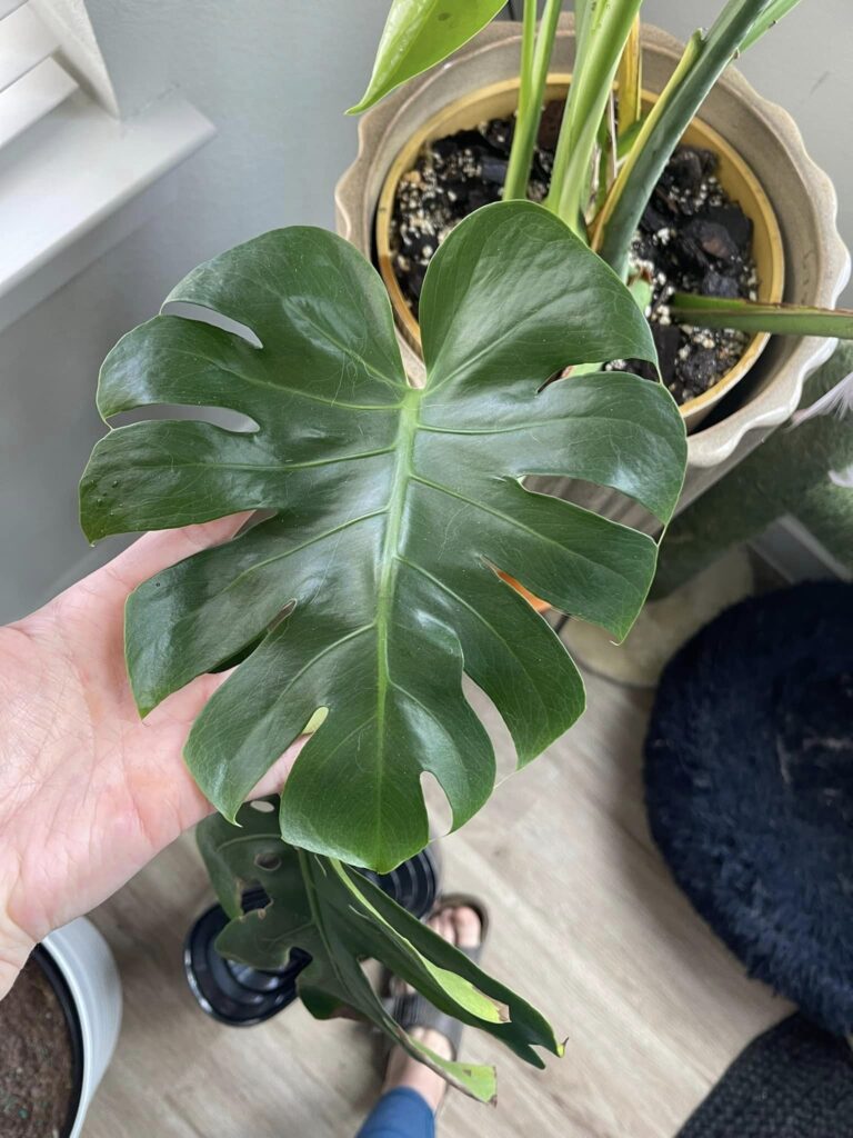 Common Problems with Monstera