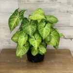 25 Best Small Houseplants for Apartment Living