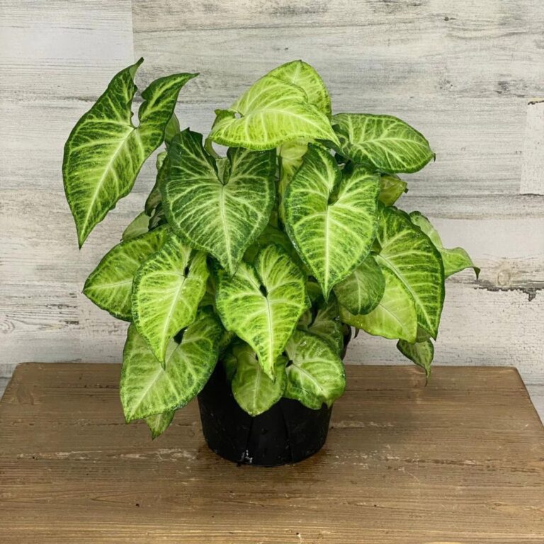 25 Best Small Houseplants for Apartment Living