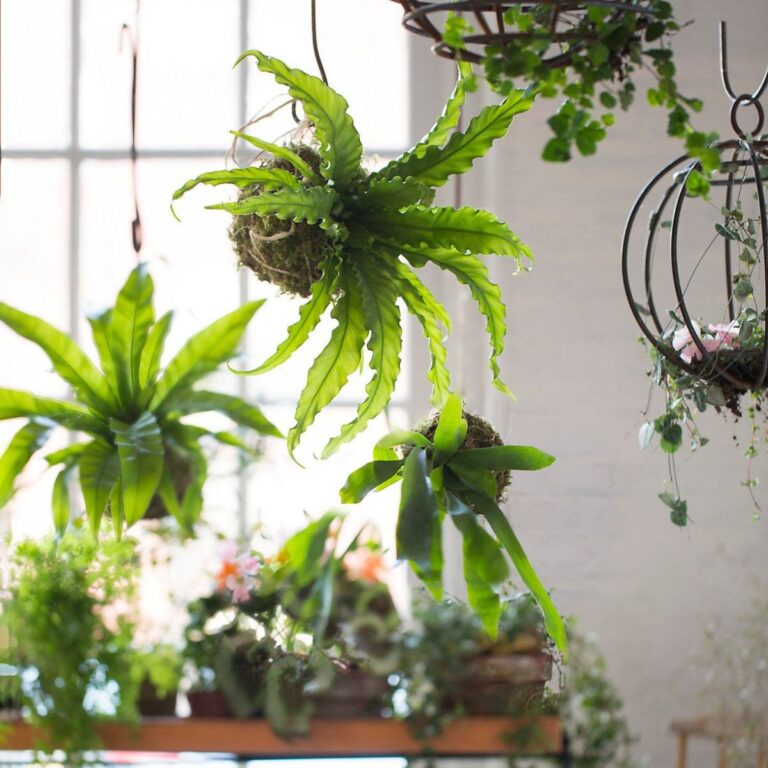20 Best Hanging Houseplants