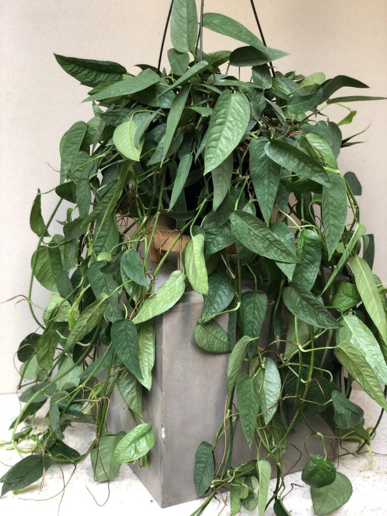 20 Best Hanging Houseplants