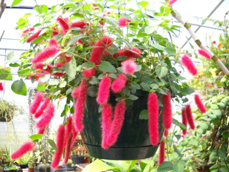 20 Best Hanging Houseplants