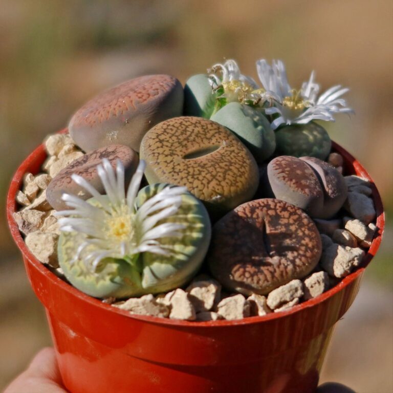 25 Best Small Houseplants for Apartment Living