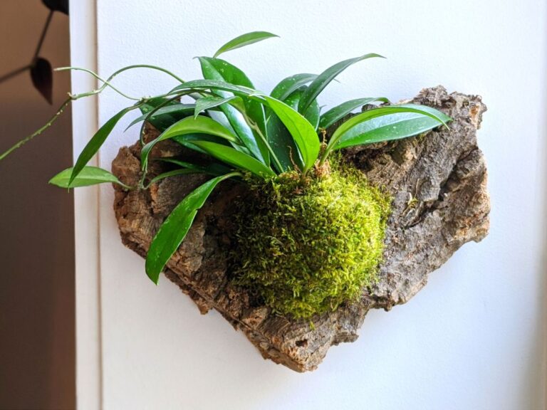 Trending Houseplants To Look Out For This Year Trending Houseplants To Look Out For This Year