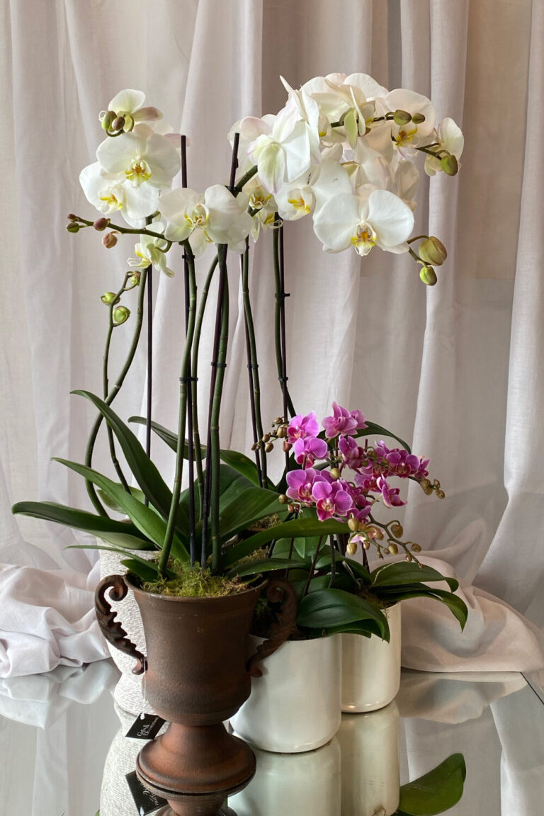 Trending Houseplants To Look Out For This Year Trending Houseplants To Look Out For This Year