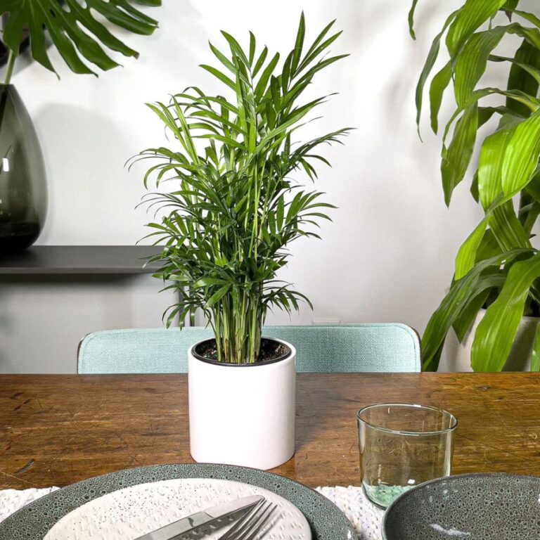 25 Best Small Houseplants for Apartment Living