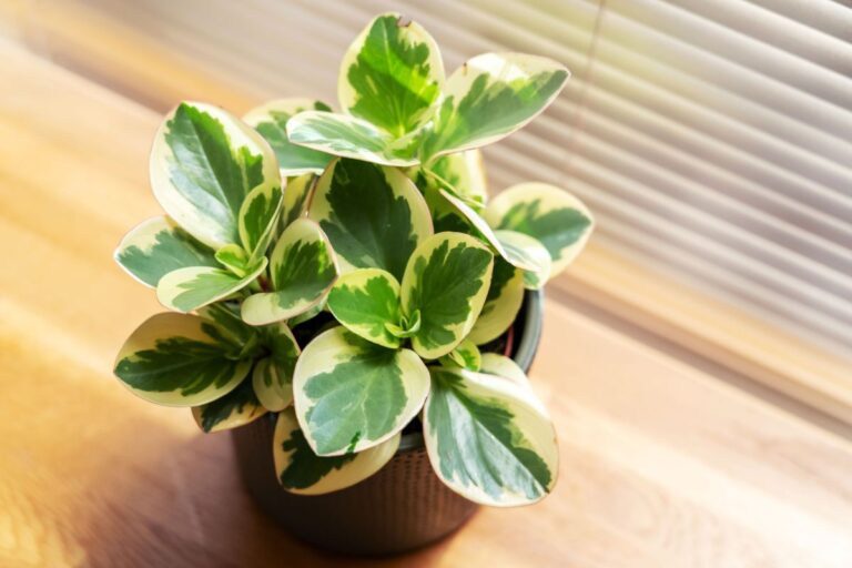 25 Best Small Houseplants for Apartment Living