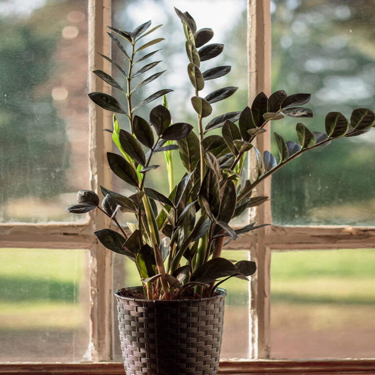 25 Best Small Houseplants for Apartment Living