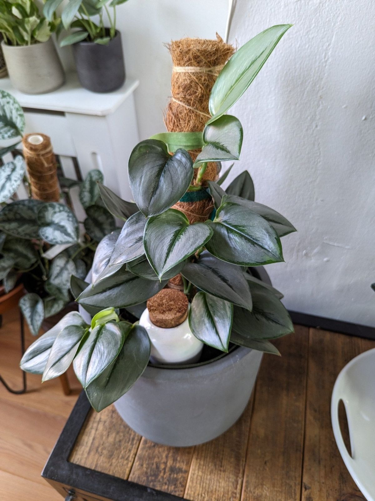 20 Best Hanging Houseplants
