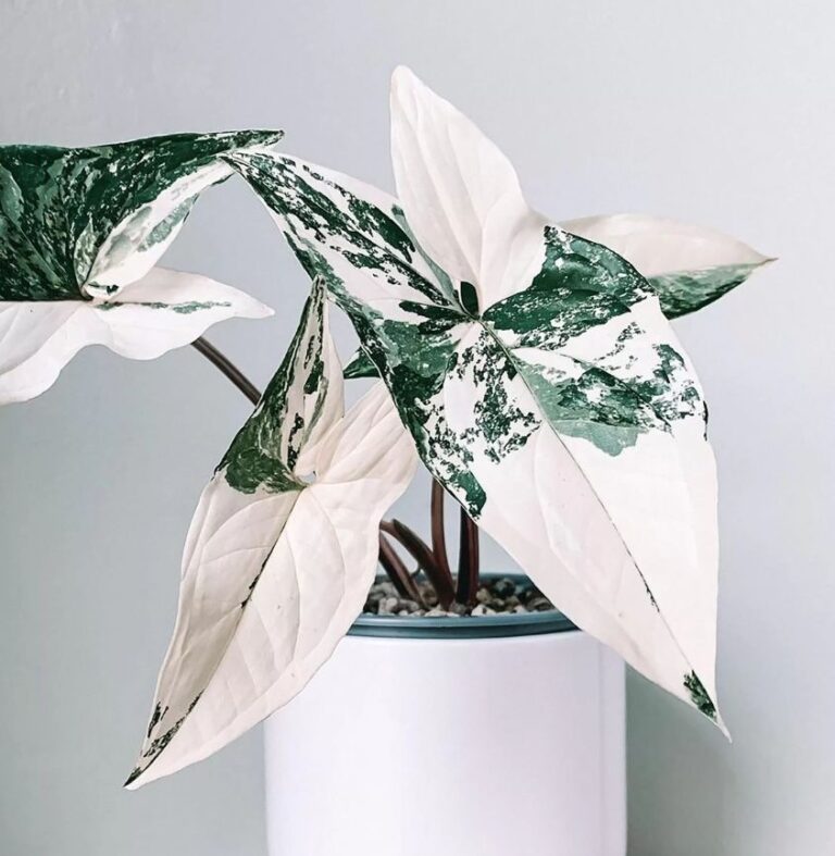 Trending Houseplants To Look Out For This Year Trending Houseplants To Look Out For This Year