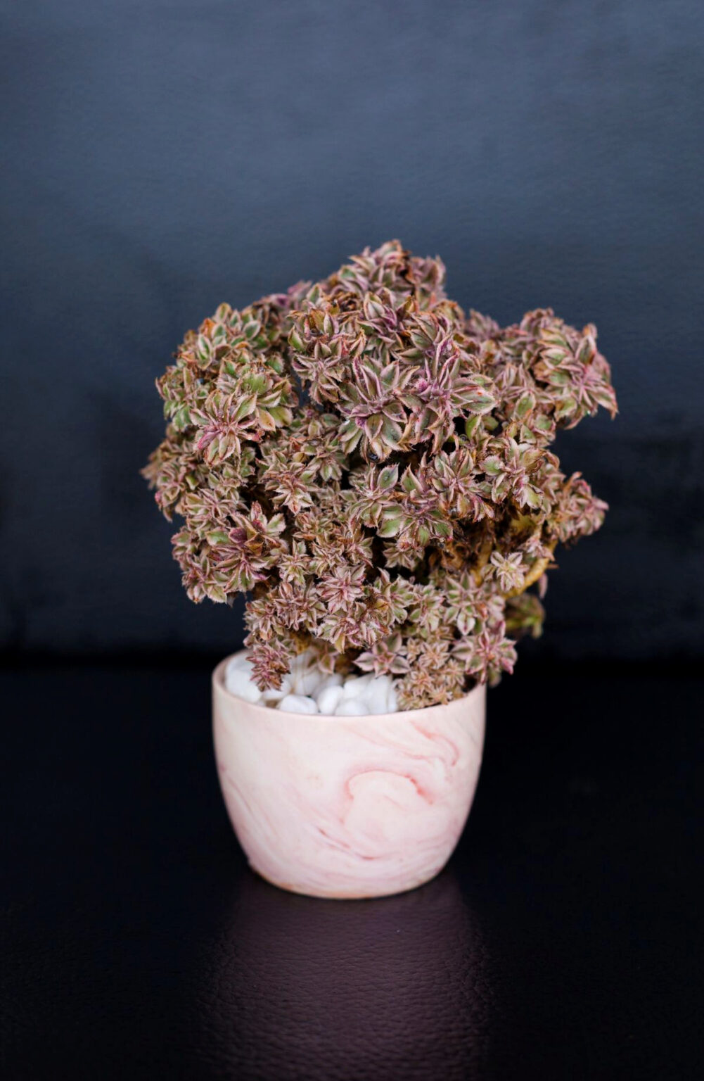 What is a Crested Succulent?