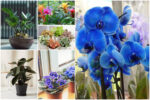 16 Bright Indirect Light Houseplants
