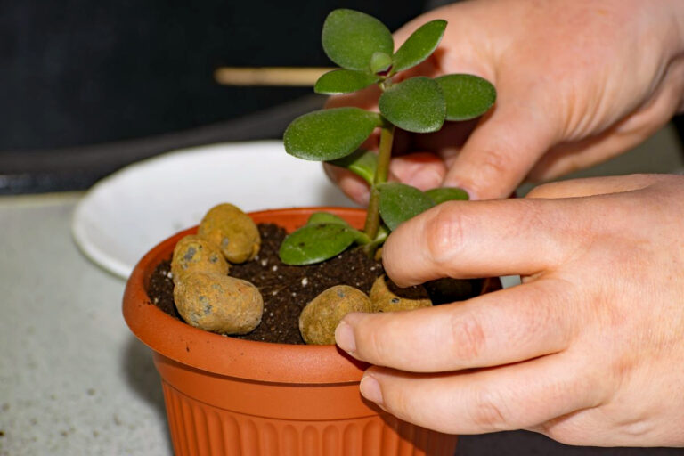 12 Ways to Care For Houseplants While On Vacation