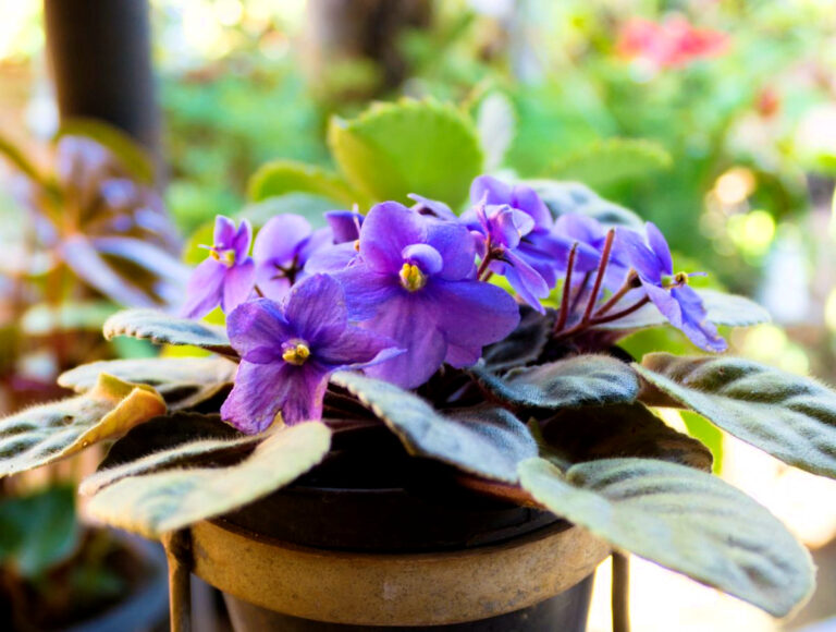 18 Most Colorful Houseplants to Brighten Your Space