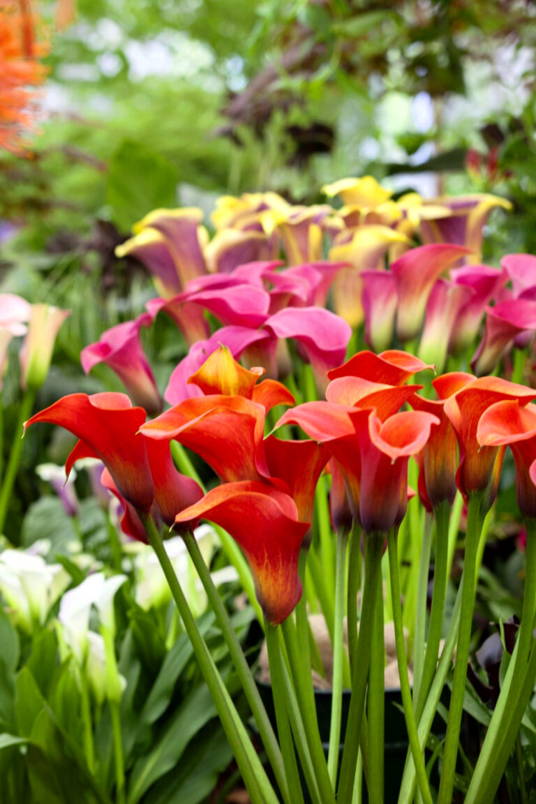 18 Most Colorful Houseplants to Brighten Your Space