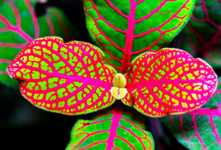 18 Most Colorful Houseplants to Brighten Your Space