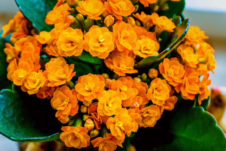 18 Most Colorful Houseplants to Brighten Your Space