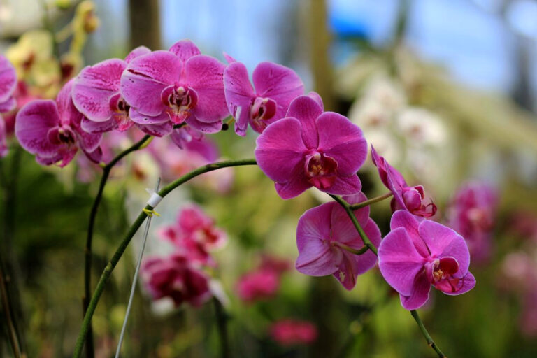 18 Most Colorful Houseplants to Brighten Your Space