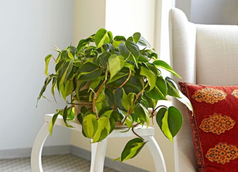 16 Bright Indirect Light Houseplants