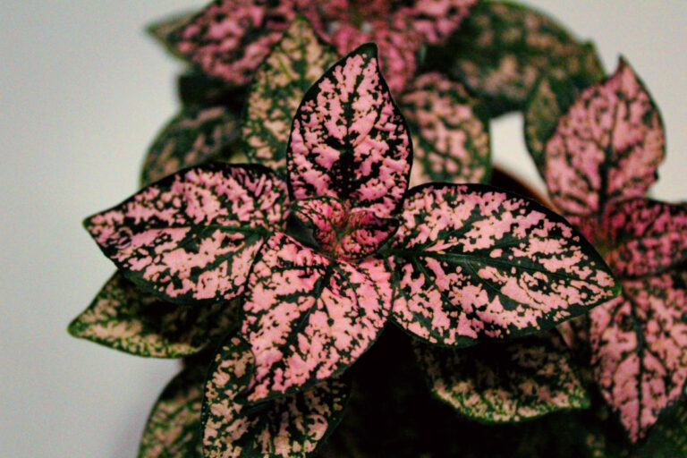 18 Most Colorful Houseplants to Brighten Your Space