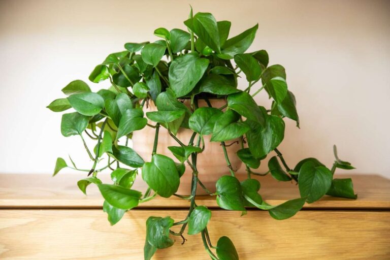 16 Bright Indirect Light Houseplants