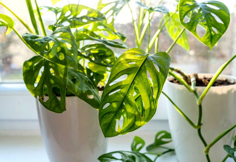 20 Hard to Kill Houseplants